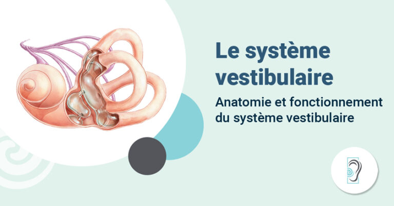 Le système vestibulaire