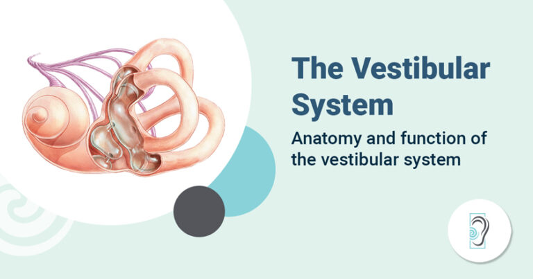 The vestibular system